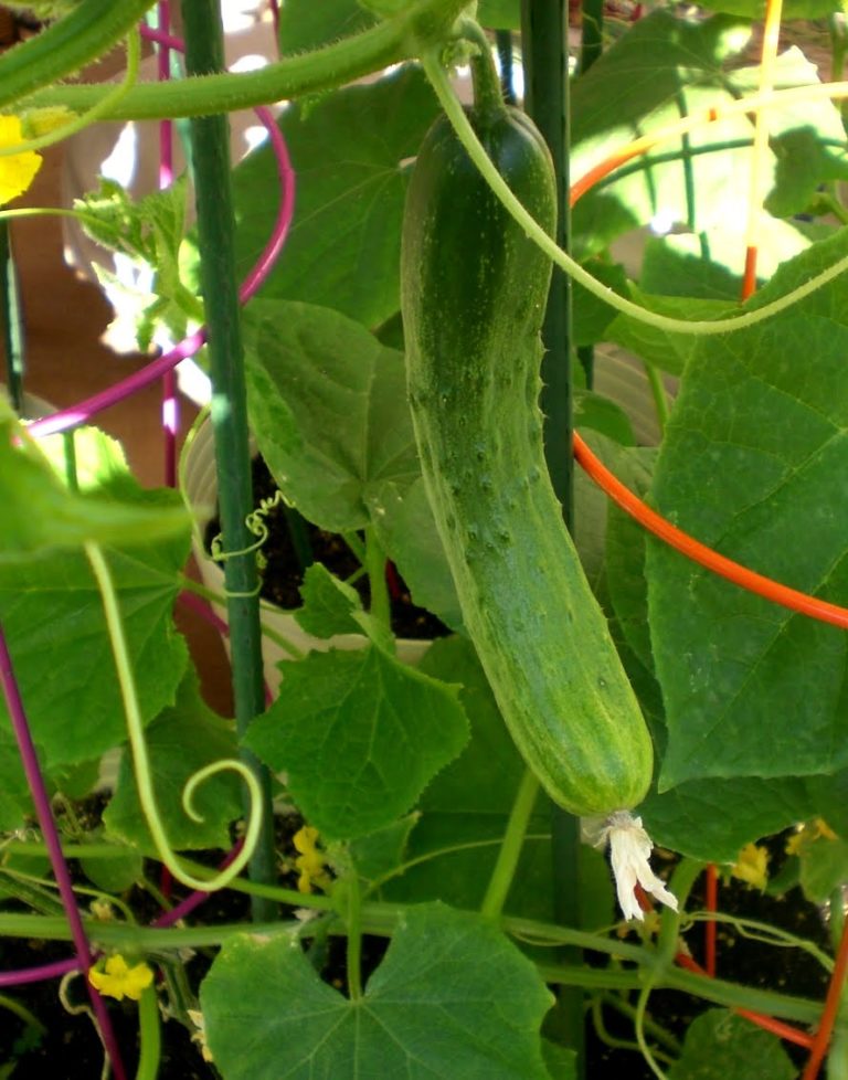 TIMUN....BUKAN LUAR BIASA TAPI SANGAT LUAR BIASA - Saji Online